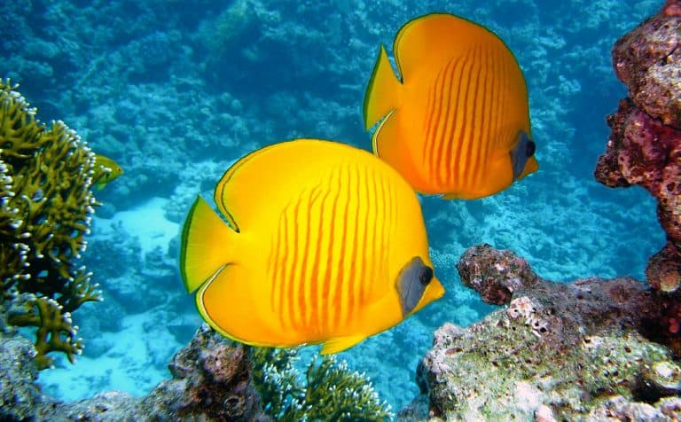 The FISH SPIRIT ANIMAL Ultimate Guide (Meanings & Symbolism)