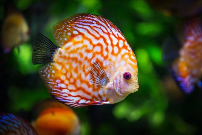 The FISH SPIRIT ANIMAL Ultimate Guide (Meanings & Symbolism)