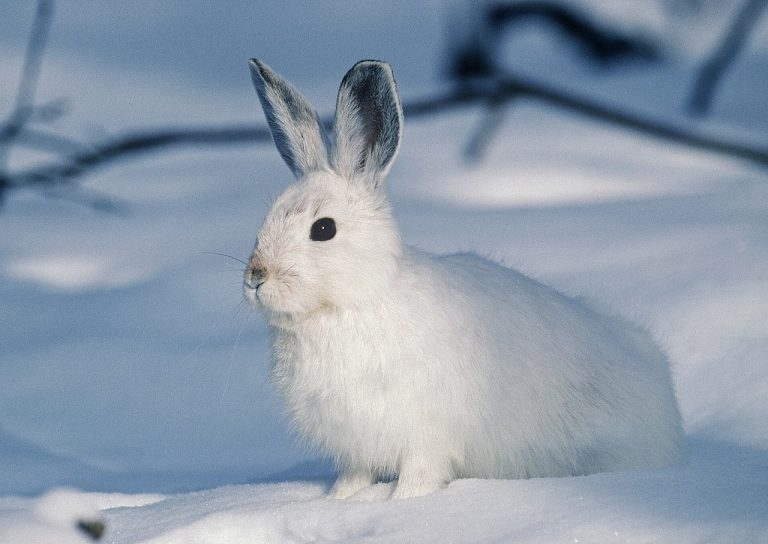 The RABBIT SPIRIT ANIMAL Ultimate Guide (Meanings & Symbolism)
