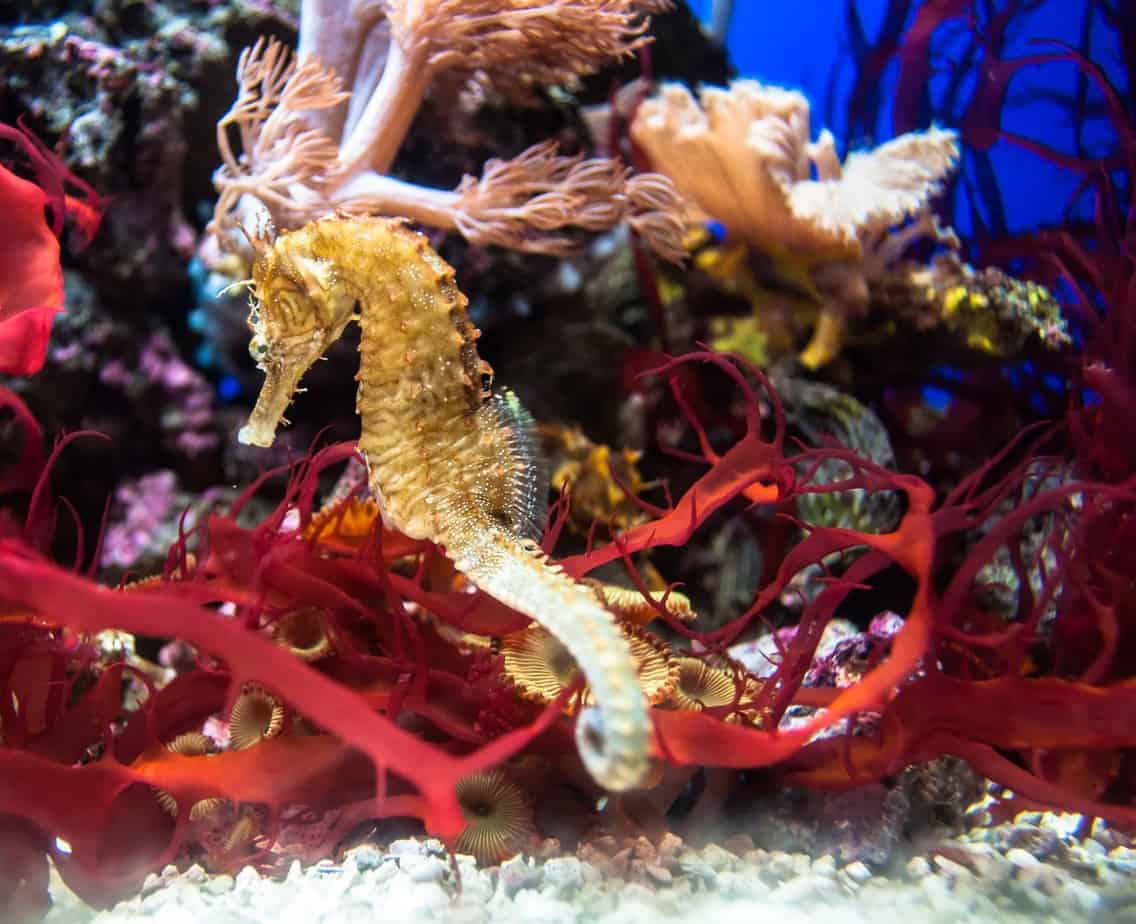The SEAHORSE SPIRIT ANIMAL Ultimate Guide (Meanings & Symbolism)