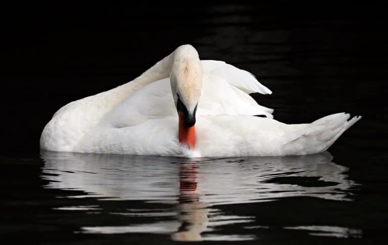 The SWAN SPIRIT ANIMAL Ultimate Guide (Meanings & Symbolism)