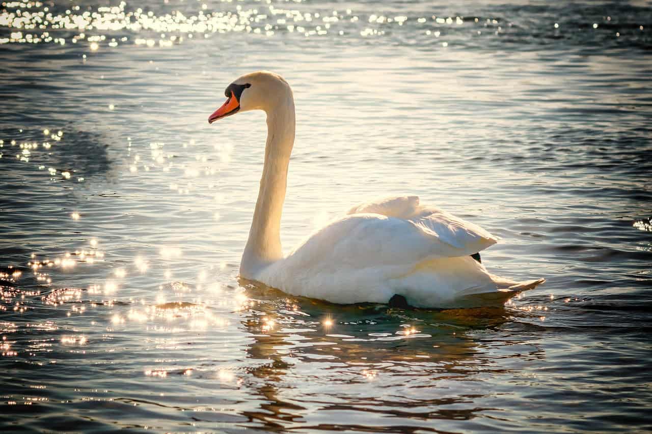 The SWAN SPIRIT ANIMAL Ultimate Guide (Meanings & Symbolism)